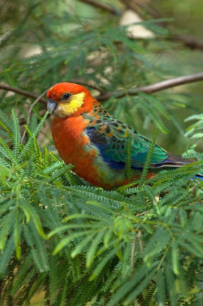 Travel Guide: Karri Forest Explorer, WA - GoRV