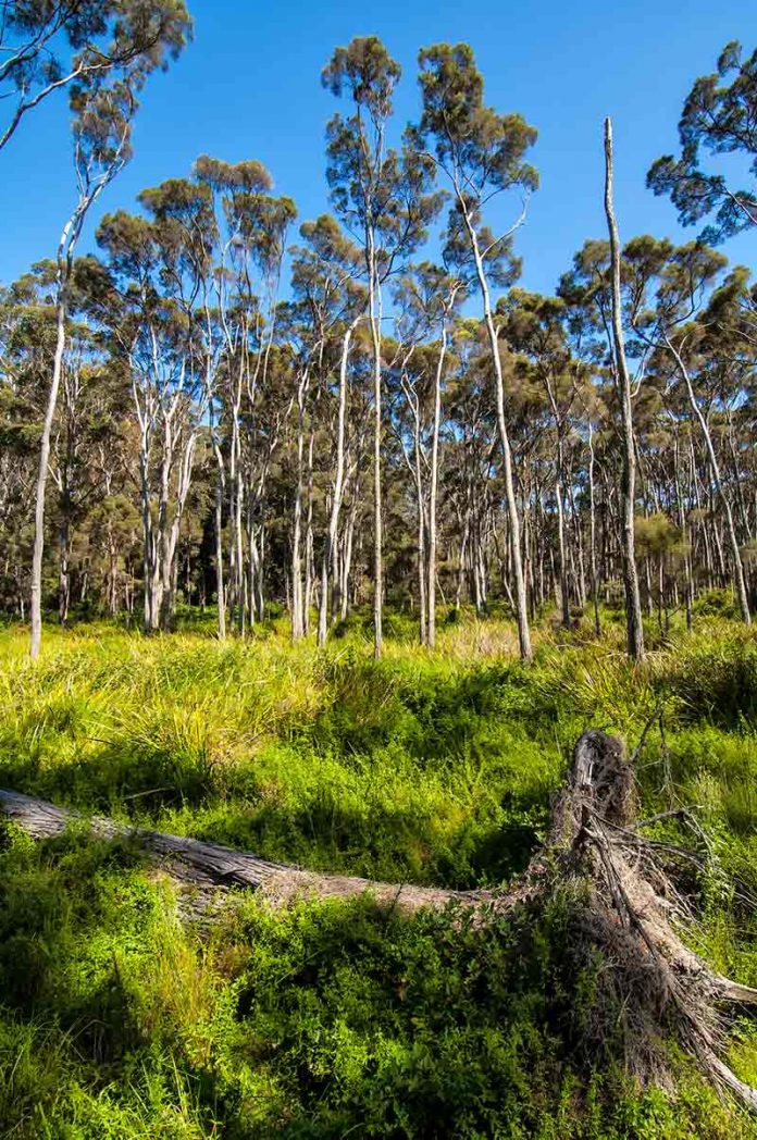 Travel Guide: Karri Forest Explorer, WA - GoRV